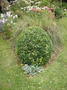 Time to clip the Box balls. | Lead up the Garden Path