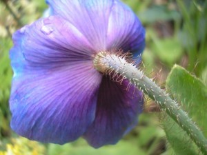 Disappointment turns into Delight | Lead up the Garden Path