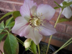 Hellebore Heaven. | Lead up the Garden Path